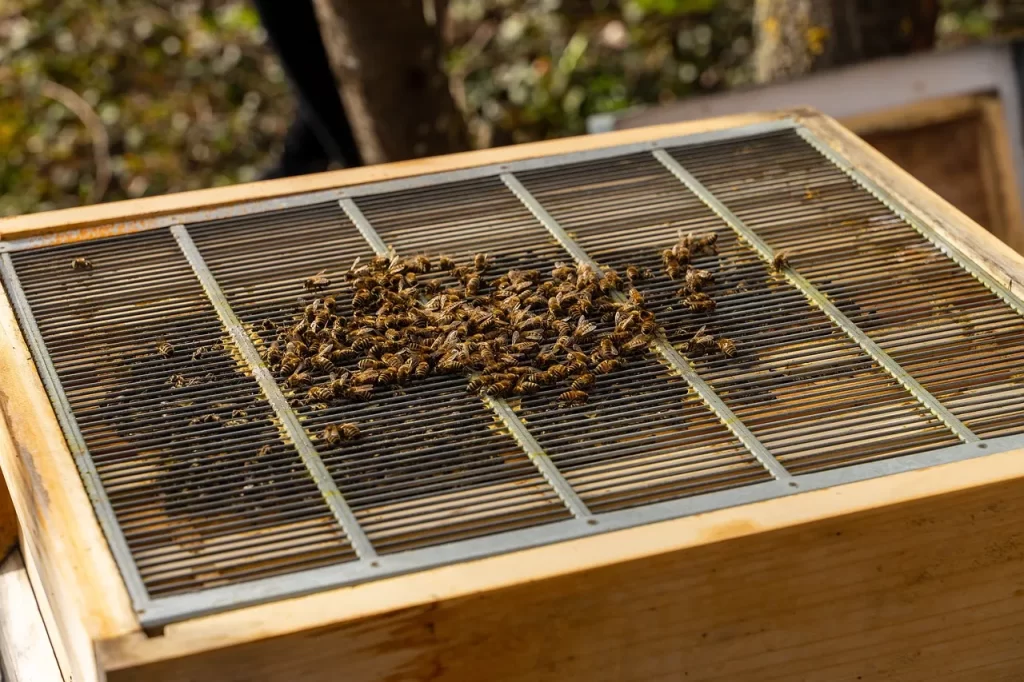 How to Use Queen Excluders Correctly in Your Hive - Attire Club by ...
